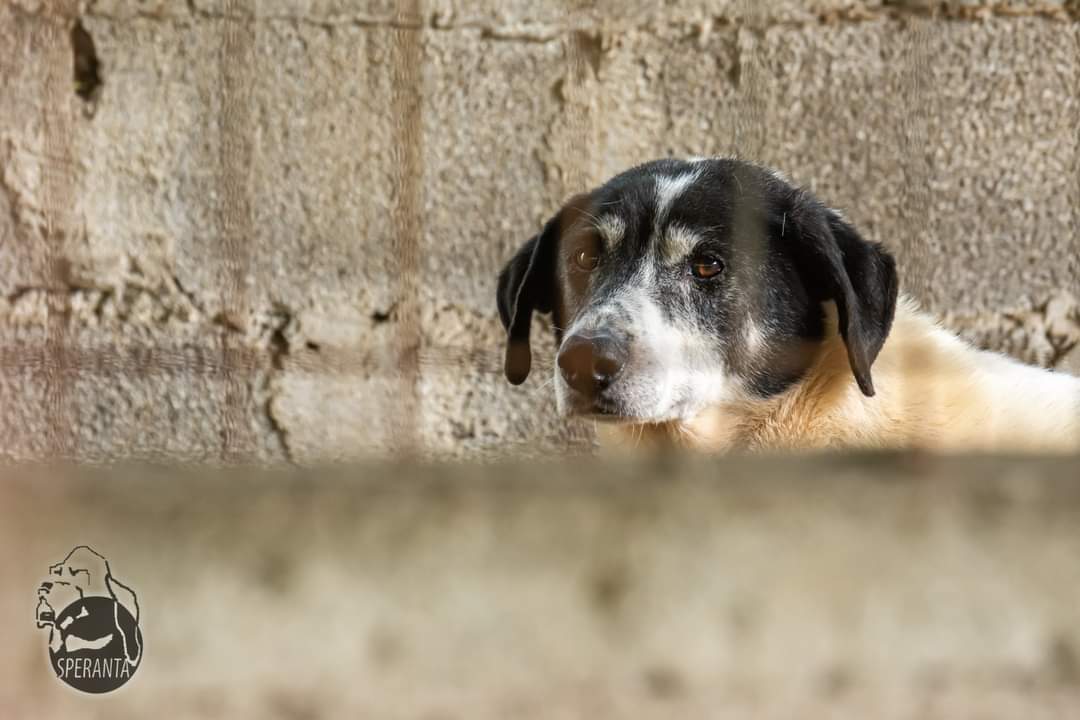 ADĂPOSTUL SPERANȚA: Seniorul Biță și-a găsit fericirea aplicând ideile ...
