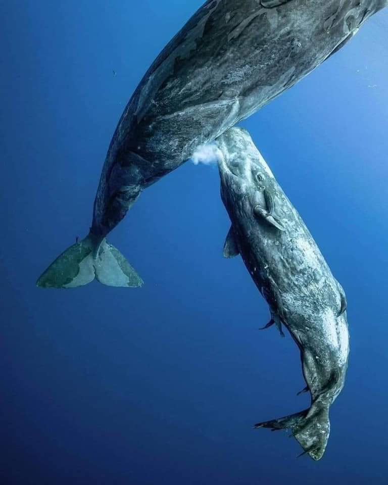 MAMIFERE: Balena Albastră, cel mai mare animal de pe Terra care ar fi ...