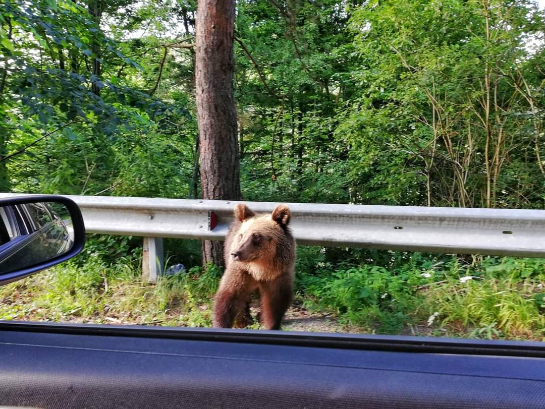 URS PE TRANSFĂGĂRĂȘAN: Din vârful piramidei trofice, biet gunoier ...