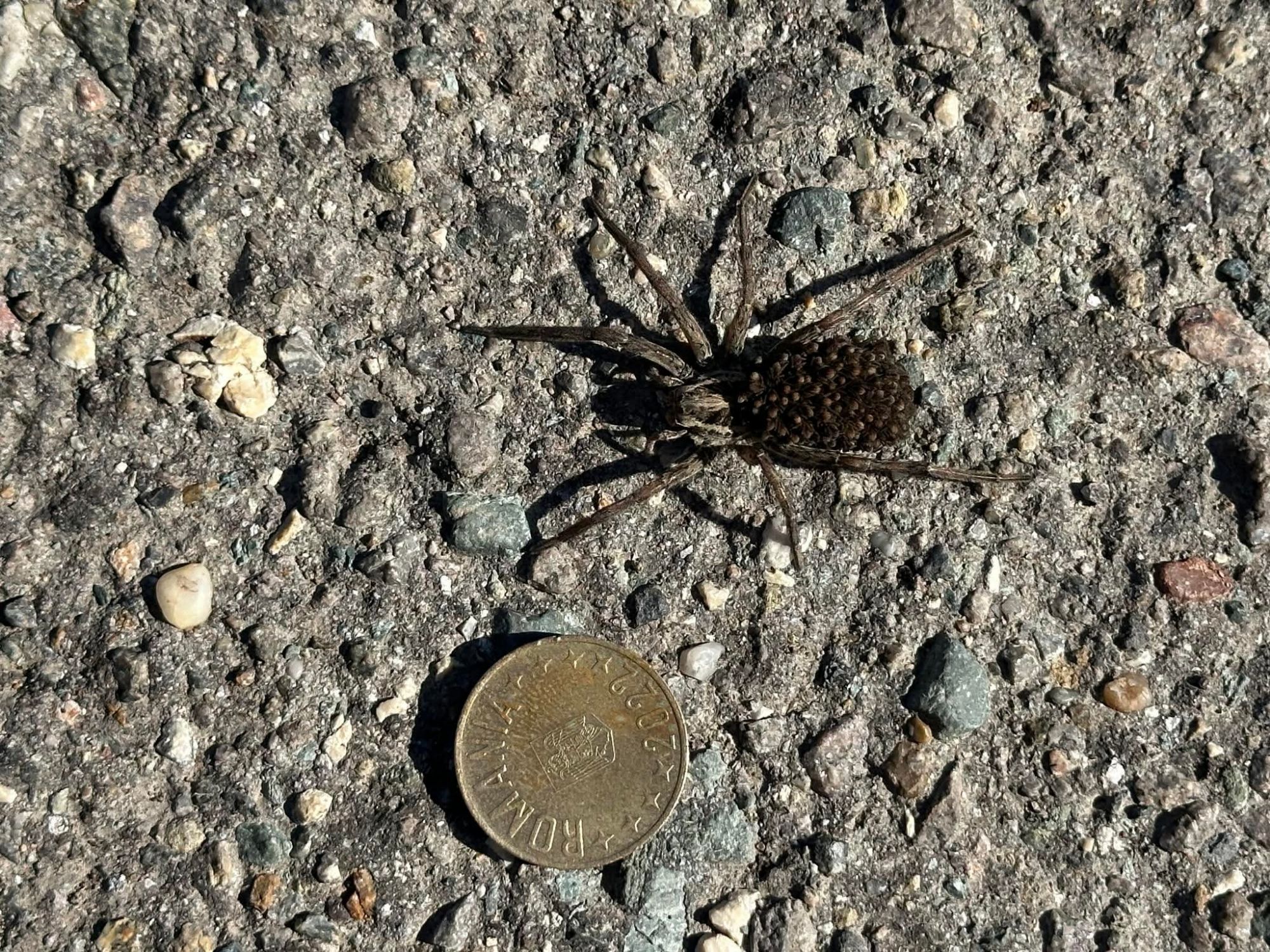 PAIANJENUL LUP: Femela își cară singură puii în spinare. „Tarantula ...