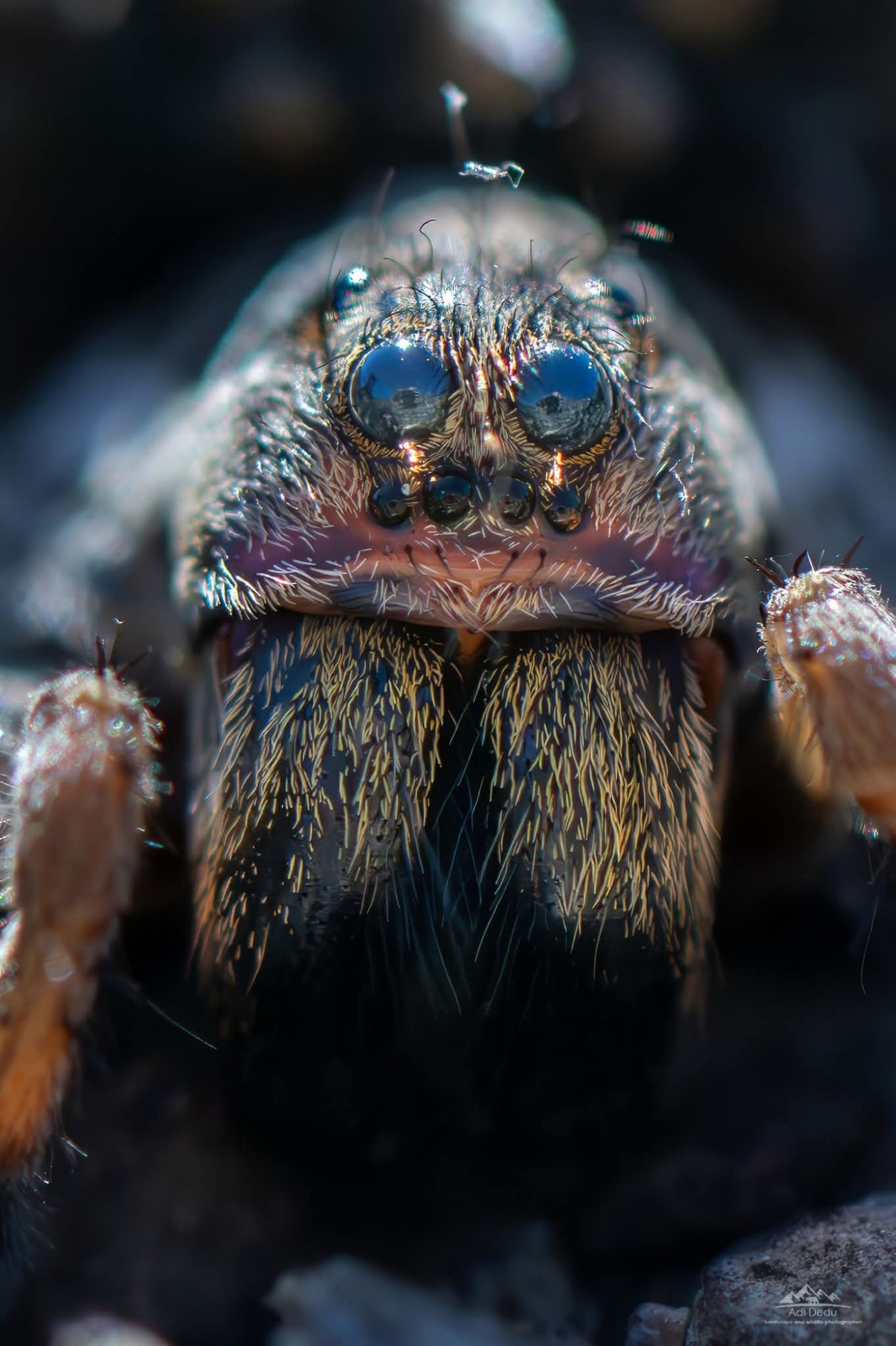 PAIANJENUL LUP: Femela își cară singură puii în spinare. „Tarantula ...